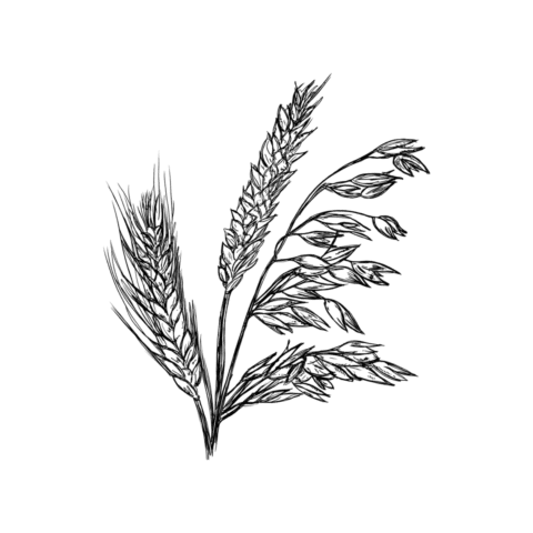 Premium 'Field Crops' Illustration | Farming & Agriculture