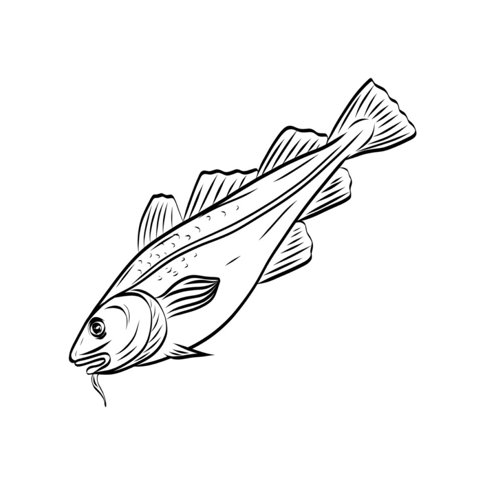 Premium 'Haddock Fish' Illustration | Seafood