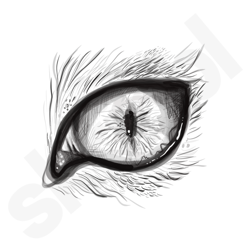 'Look & See' Illustrations | Skribbl