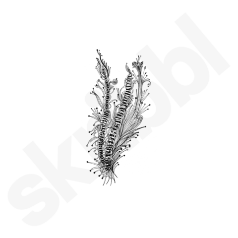 'Celestial Ember' Illustration | Mythical Flora