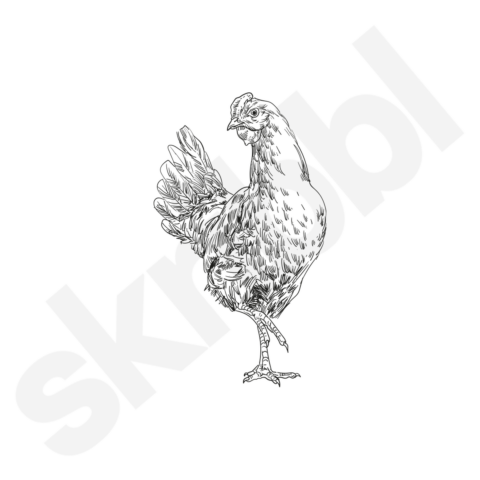 'Walking Hen' Illustration | Chickens