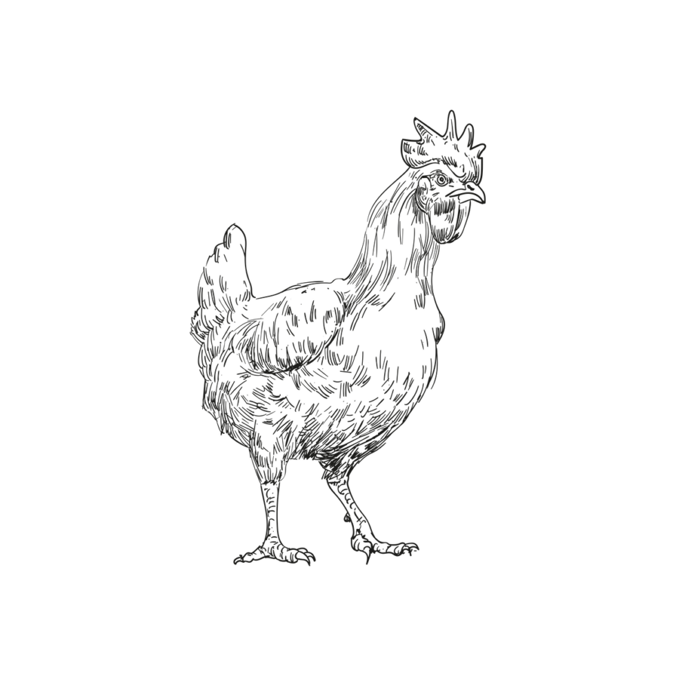 'People & Animals' Illustrations | Skribbl