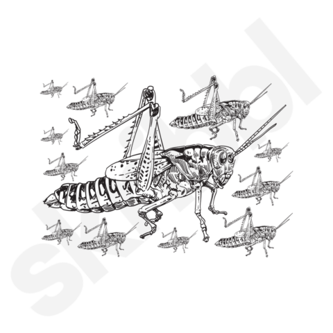 'Baby Locust' Illustration | Locusts & Grasshoppers