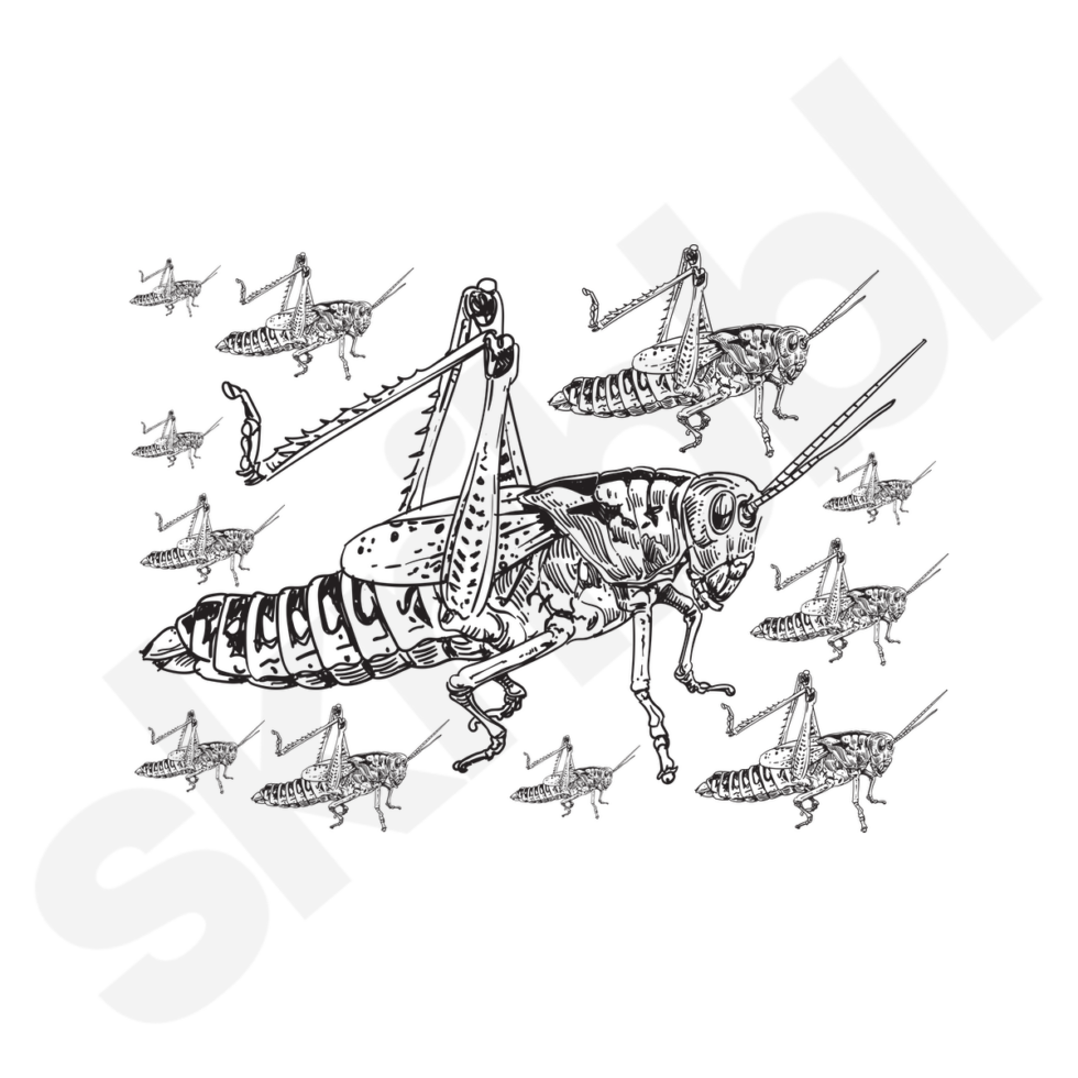 'Baby Locust' Illustration | Locusts & Grasshoppers