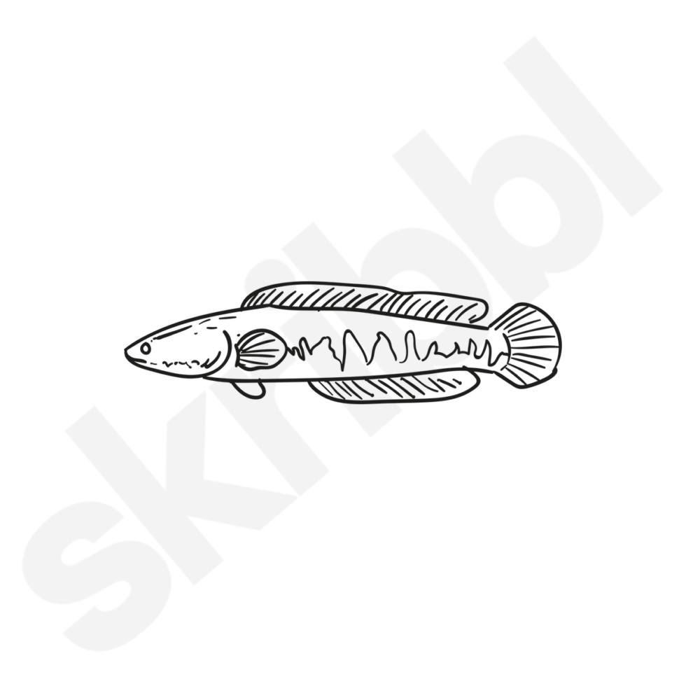 'Channa Fish' Illustration | Simple Fish