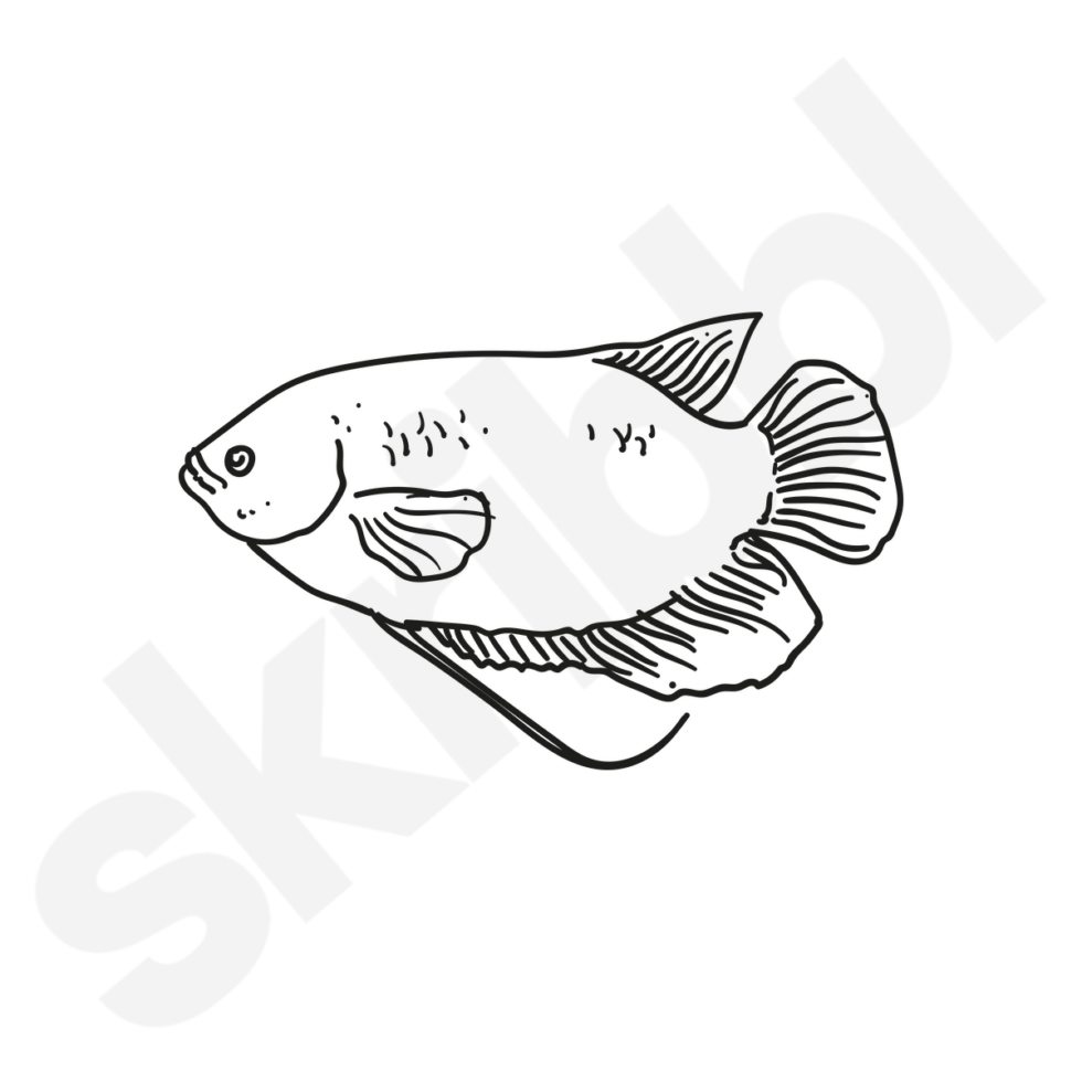 'Gourami Fish' Illustration | Simple Fish