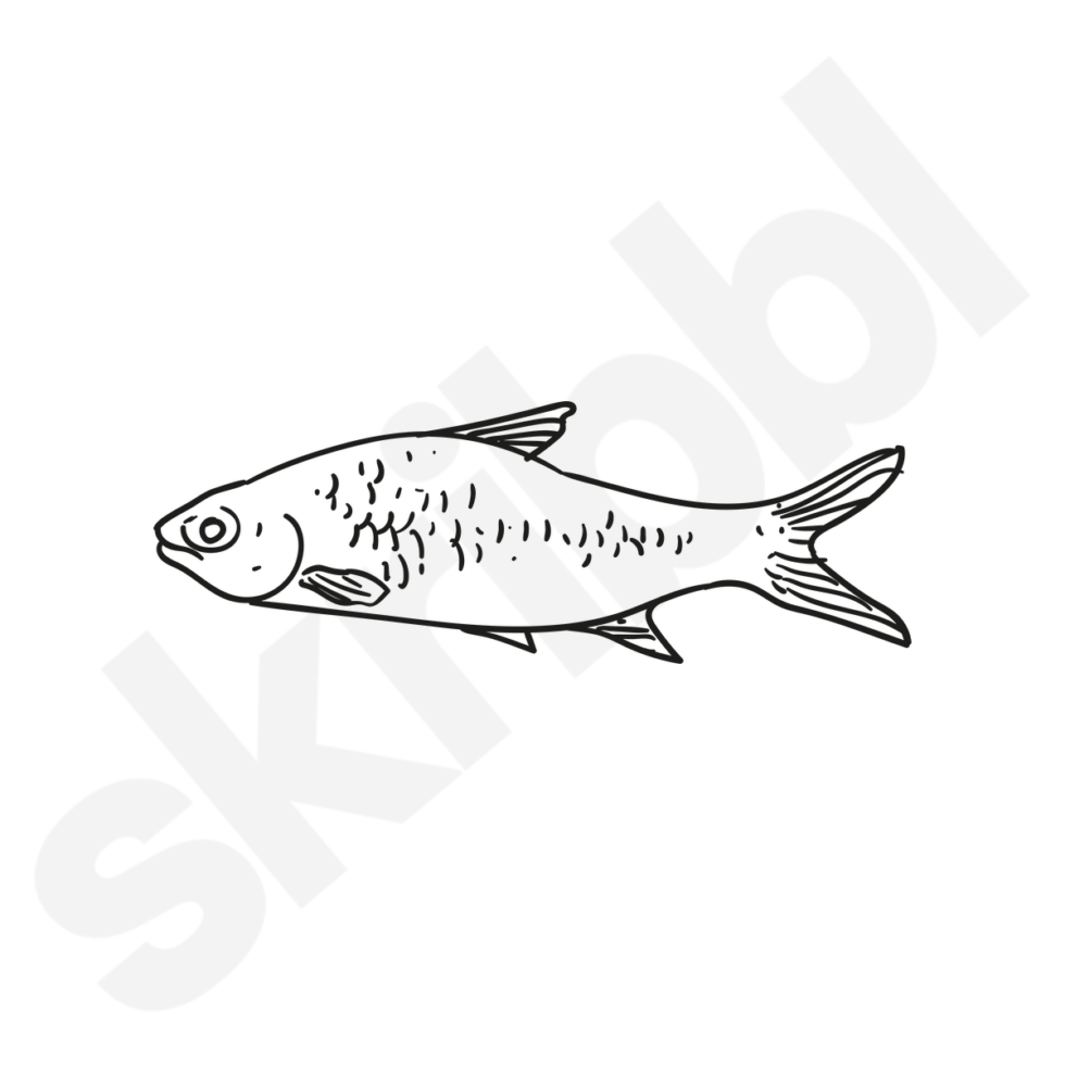 'Java Barb Fish' Illustration | Simple Fish