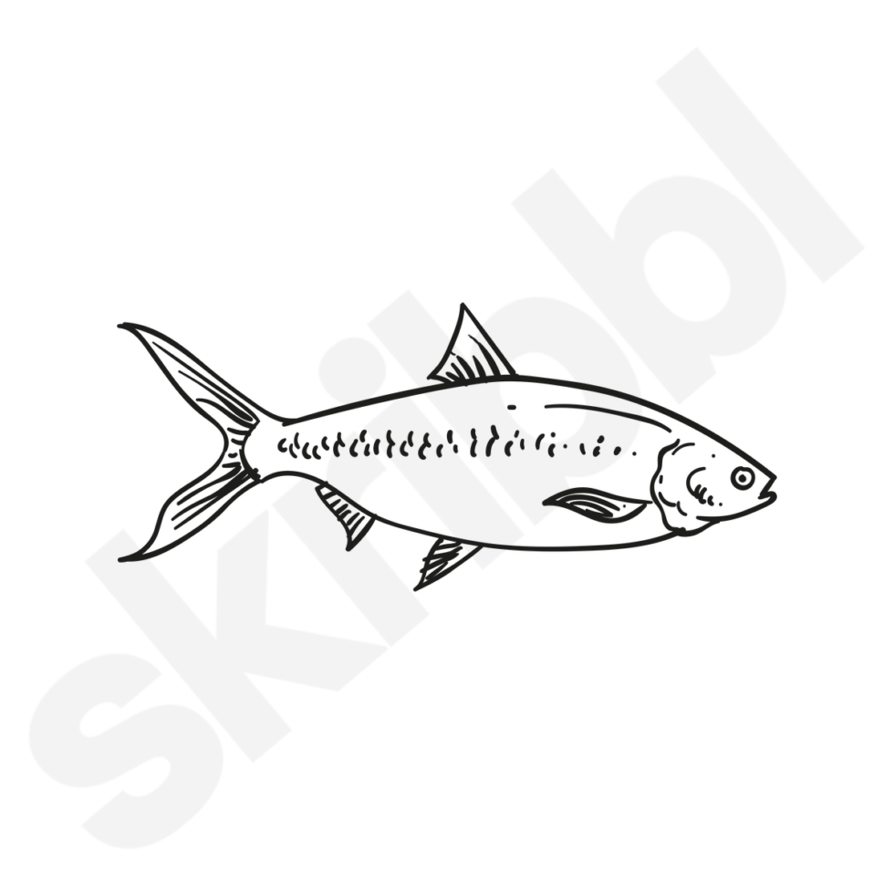 'Milkfish' Illustration | Simple Fish