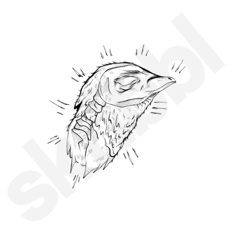 'Bird' Illustration | Animal Skulls