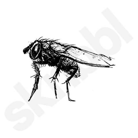 'Standing Fly' Illustration | Simple Insects