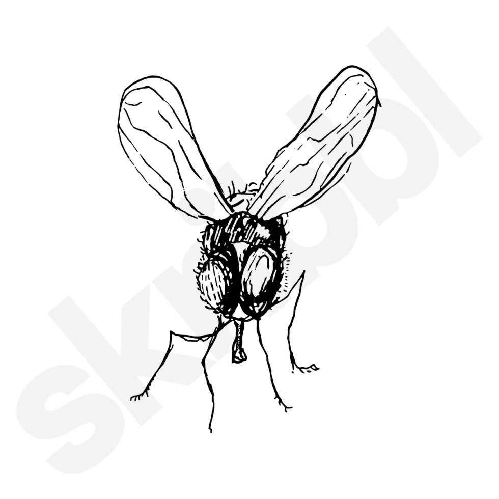 'Fly Face' Illustration | Simple Insects
