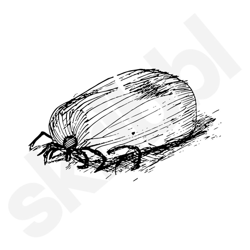 'Full Tick' Illustration | Simple Insects